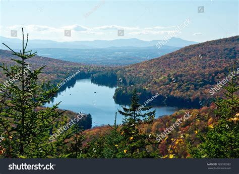 2 Hundred Spruce Tree Forest New England Royalty Free Images Stock