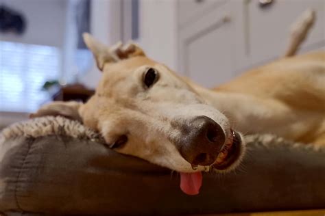 Zzzzzzzzzzzzzzzzzzzzzzzzzzzzzzzzzzzzzzzzzzzz R Greyhounds