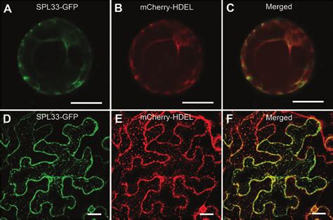 Subcellular Localization Of Spl33 Protein A C Rice Protoplast Download Scientific Diagram