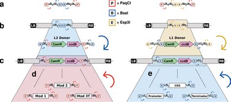 Modular Expansion Of Binary Vectors 2a Expansion Linkers Are Level 1 Download Scientific