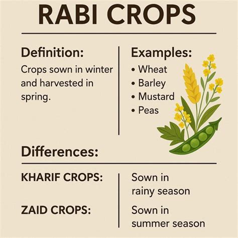 Rabi Crops Examples Definition And Kharif Crops And Zaid Crops