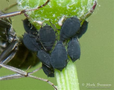 Aphids Bugguidenet