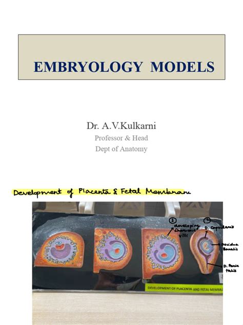 Embryology Notes 2 Pdf