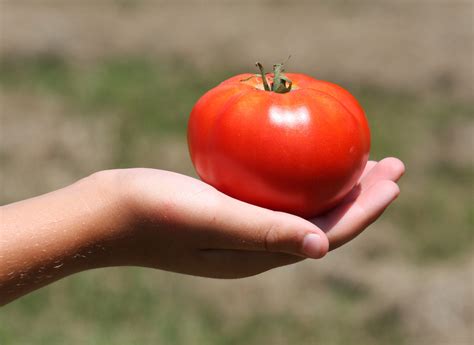 Registration Ongoing For Tomato Conference Specialty Crop Grower
