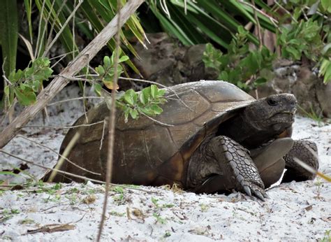 Gopher Tortoise Naples Fl