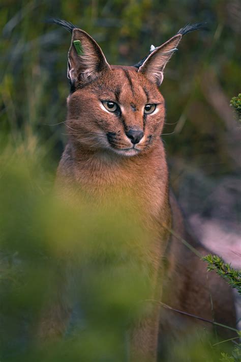 What Does A Caracal Cat Look Like