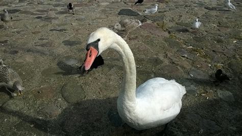 Swan Gdynia - Free photo on Pixabay - Pixabay