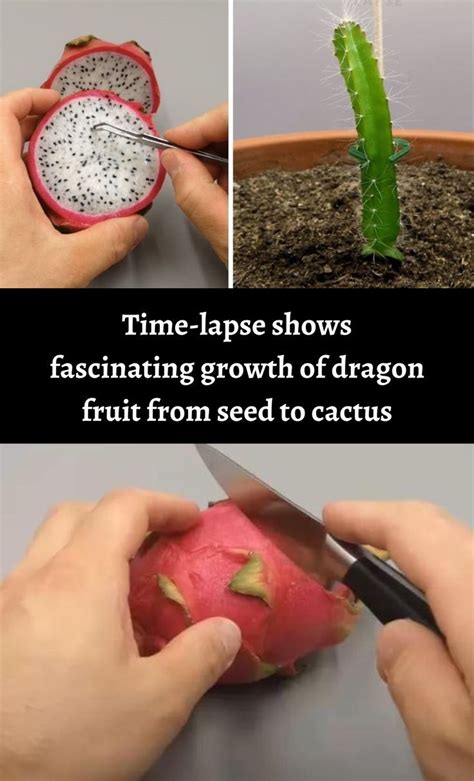 Time Lapse Shows Fascinating Growth Of Dragon Fruit From Seed To Cactus
