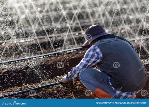 Asian Farmer Is Fixing The Clogged In The Hose Of Irrigation Watering