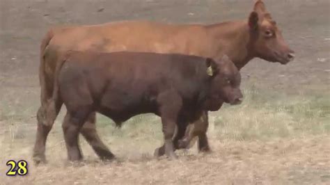Lot 028 Youtube