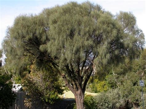 Drooping Sheoak Plants For Spaces
