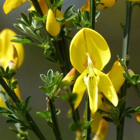 Types Of Broom Plants