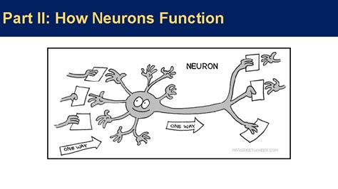 Neurons The Building Blocks Of The Nervous System