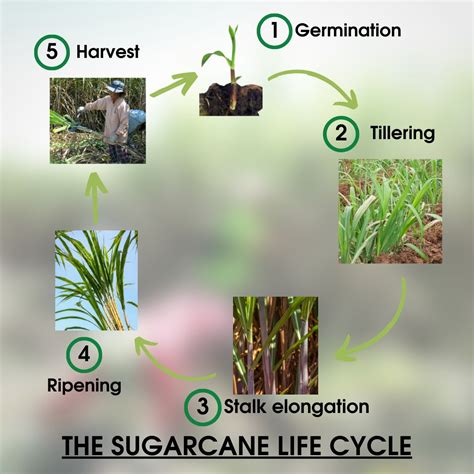 Sugar Cane Farming Process