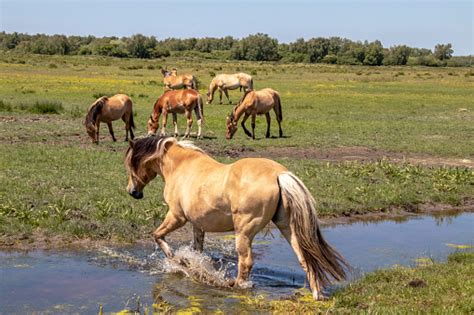 마르케터레 수면에서 습지에 있는 헨슨 말 합계 피카디 오츠 드 프랑스 마르깽떼르 공원에 대한 스톡 사진 및 기타 이미지