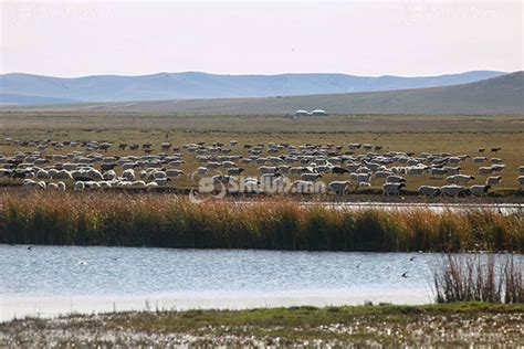 Увс Завхан Баянхонгорын зарим сумын нутгаар бэлчээрийн ургамлын гаралт хэвийн байна