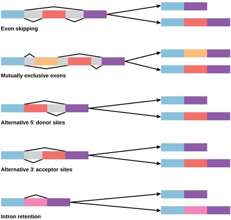 Post Transcriptional Control Of Gene Expression Biology For Majors I