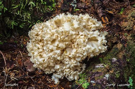 Cauliflower Fungus Pentax User Photo Gallery