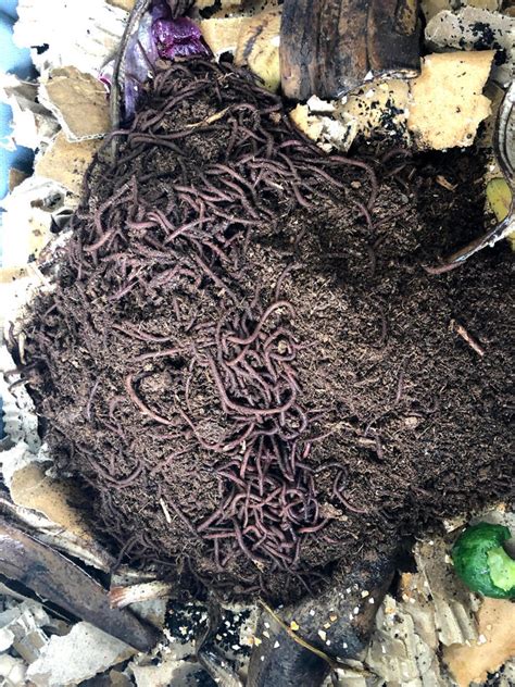 Red Composting Worm Mix Uncle Jim S Worm Farm