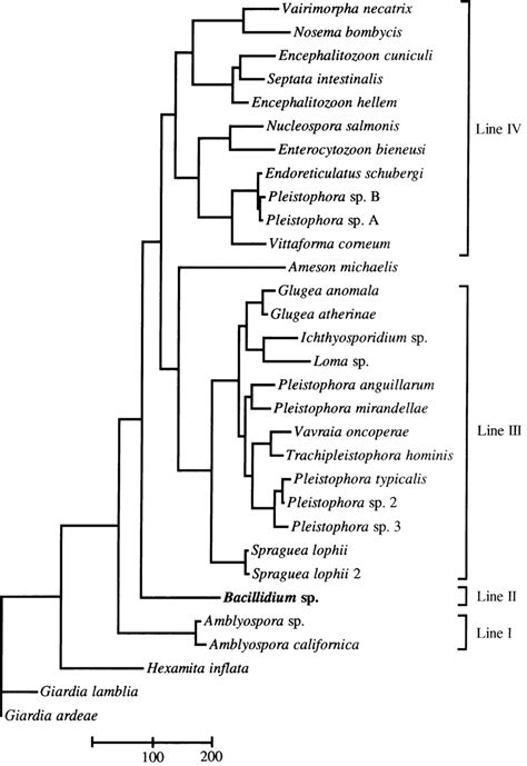 tree obtained by maximum likelihood analysis the branch lengths are