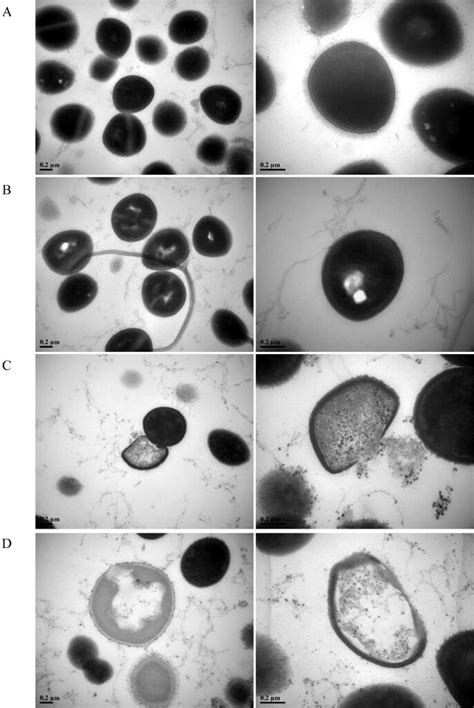 Synergistic Antibacterial And Antibiofilm Effects Of Ultrasound And Mel A Against Methicillin