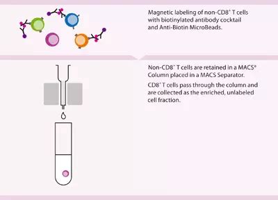 CD T Cell Isolation Kit Human Miltenyi Biotec USA