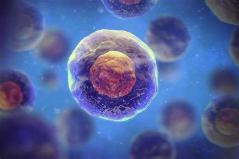 What Is A Cell Nucleus And Its Function With Diagrams