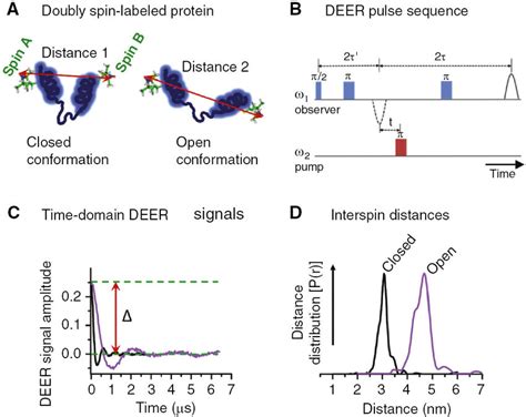 Distance Measurements Based On The Four Pulse DEER Experiment A DEER Download Scientific