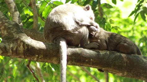 Monkey Jinx Sleep And Get Milk From Mum Jade Youtube