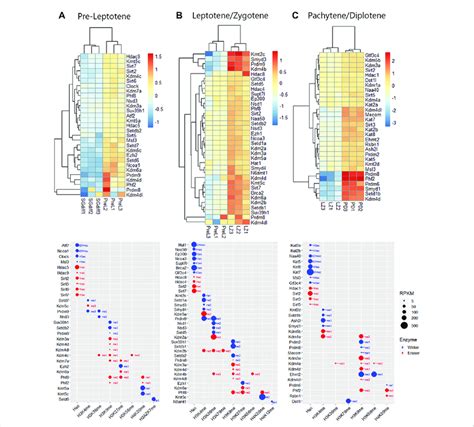 Epigenetic Histone K Writers And Erasers Upregulation At Meiosis