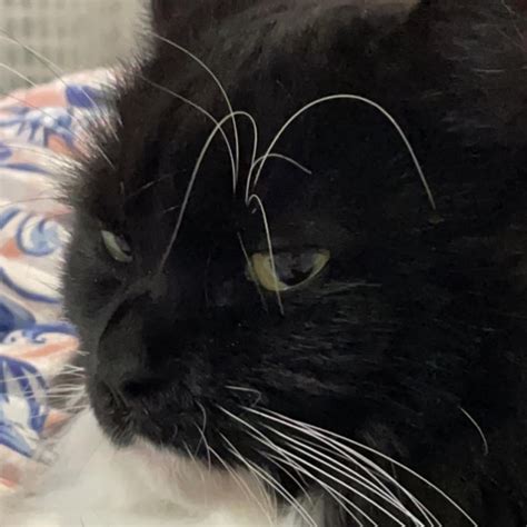 Whiskers On Whiskers Rwhiskerfireworks