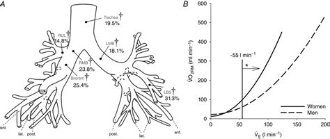 Revisiting Dysanapsis Sex‐based Differences In Airways And The