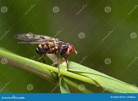 Picture Winged Fly Stock Image Image Of Detail Shot 284214579
