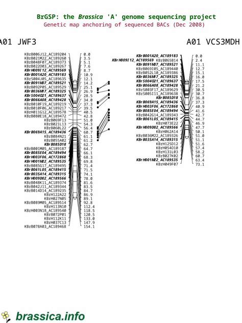 Ppt Brgsp The Brassica A Genome Sequencing Project Genetic Map Anchoring Of Sequenced Bacs