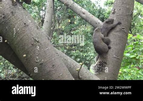 4k Pallas S Squirrel Have Sex In The Tree Of The Daan Park Forest