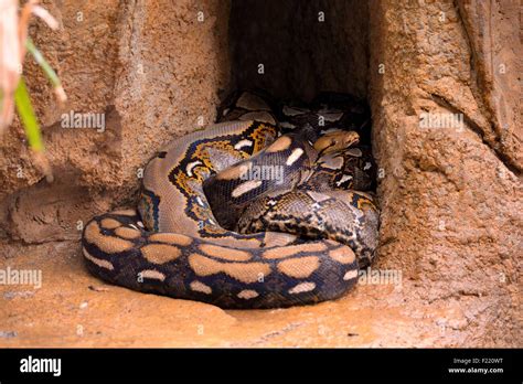 Burmese Python Python Bivittatus Hi Res Stock Photography And Images Alamy