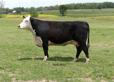 Donor Cow Program Registered Black Herefords And Registered Black