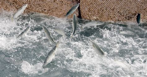 겨울진미 하동 왕의 녹차 참숭어 축제 11일 개막