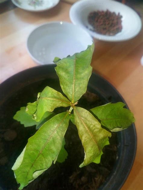 Dying Oak Tree Seedling Any Advice On How To Save It In The Trees
