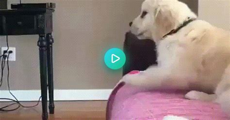 bandit learning that he s not a cat on imgur
