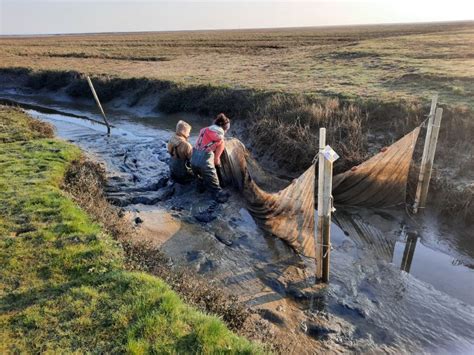 Fsegroningen Universityofgroningen Waddensea Marineecology Biodiversity Swimwaywaddensea