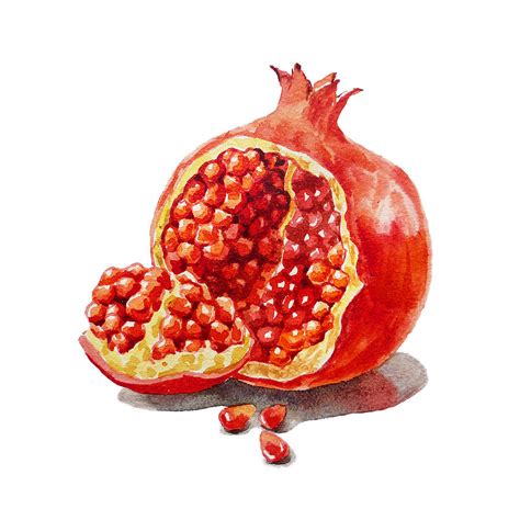 Pomegranate Drawing At Explore Collection Of