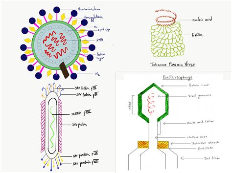 Virus Bacteria Structure Structure Diagrams