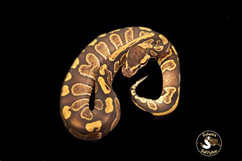 Ghi Dh Clown Piebald Ball Python By Bohemia Balls Morphmarket