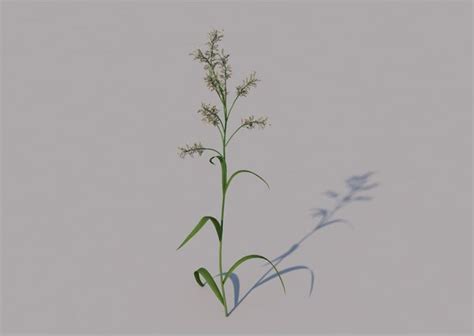 3d Grass Model Turbosquid 1472173 3d Grass Model Turbosquid 1472173
