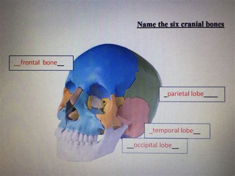 Anatomy Lecture Exam 1 Intro Diagram Quizlet