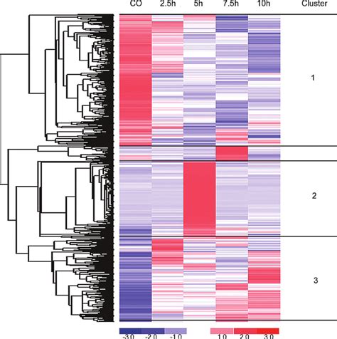 Hierarchical Clustering Of 507 Differentially Regulated Genes