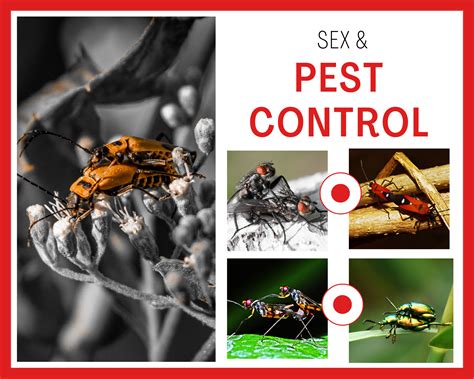 Sex And Pest Control Sydneys Best Pest Control 1800 819 189