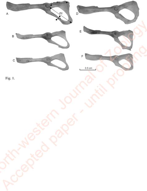 Figure 1 From Pelvis Of The Striped Field Mouse Apodemus Agrarius Pallas 1771 Sexual