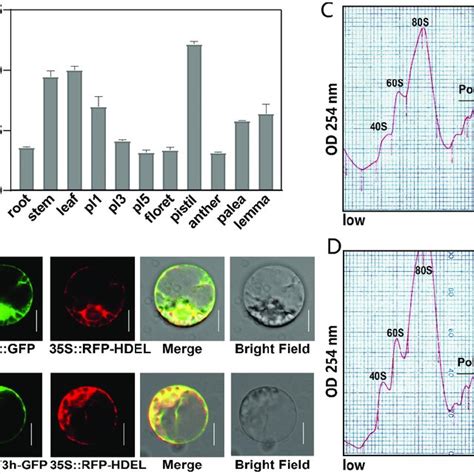 expression pattern and subcellular localization of oseif3h and its